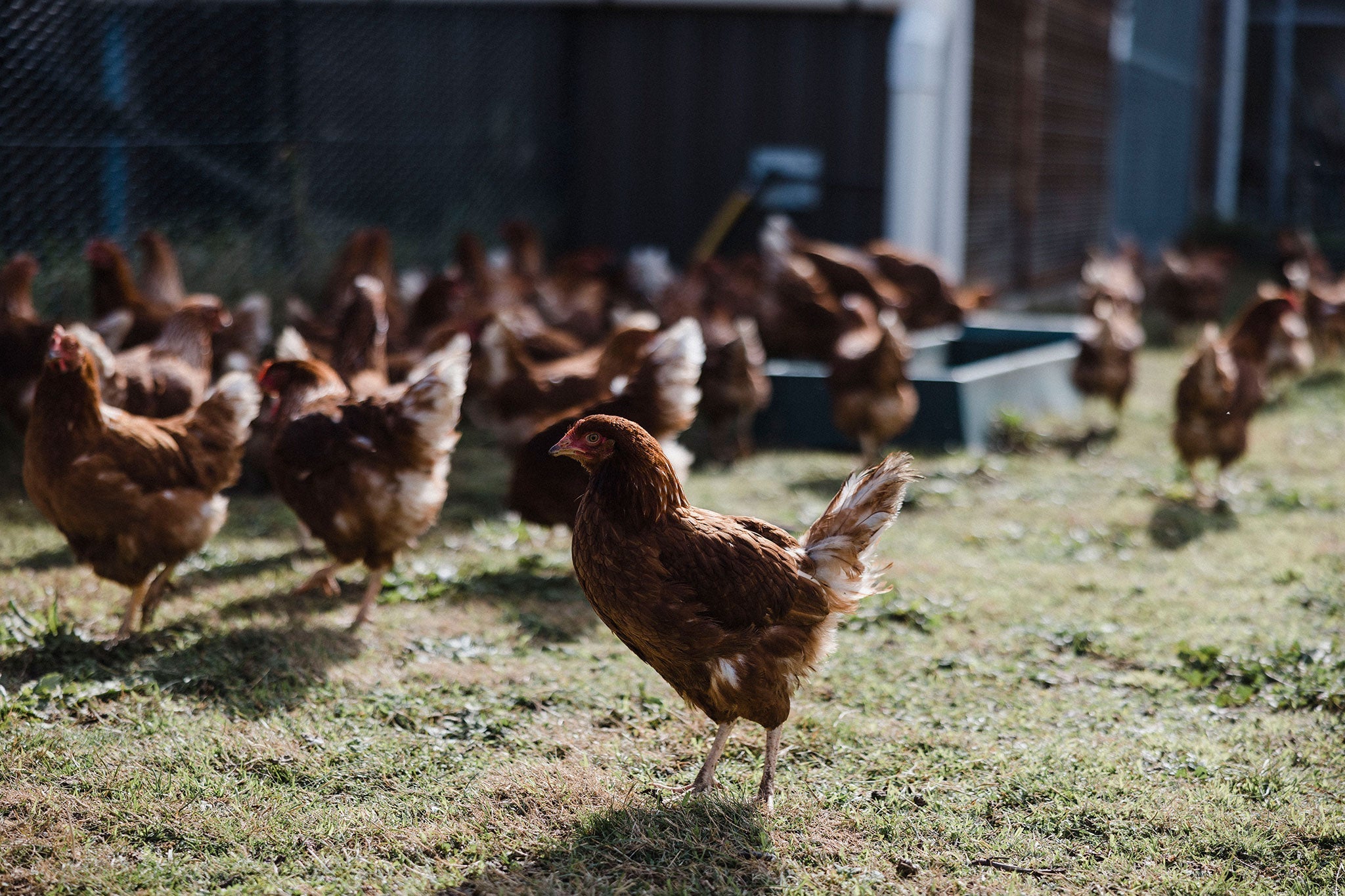 Chook House